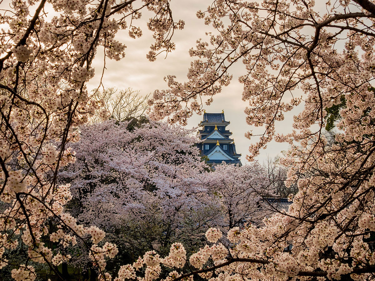 Asahi River Sakura Road | CHUGOKU＋SHIKOKU×TOKYO (JAPAN)