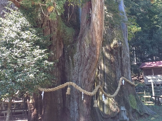 Sugi-no-Osugi Japanese cedar | CHUGOKU＋SHIKOKU×TOKYO (JAPAN)